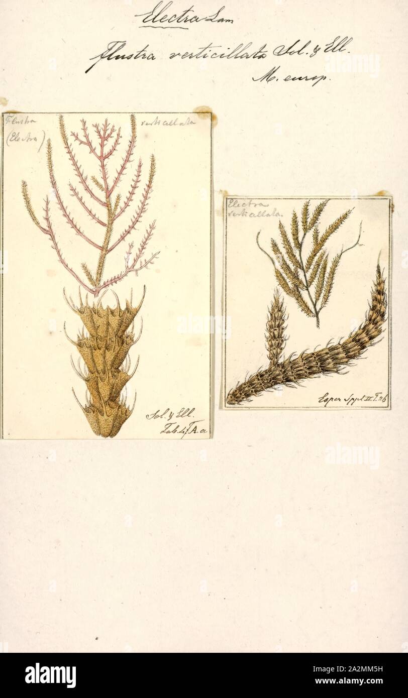 Flustra verticillata hi-res stock photography and images - Alamy