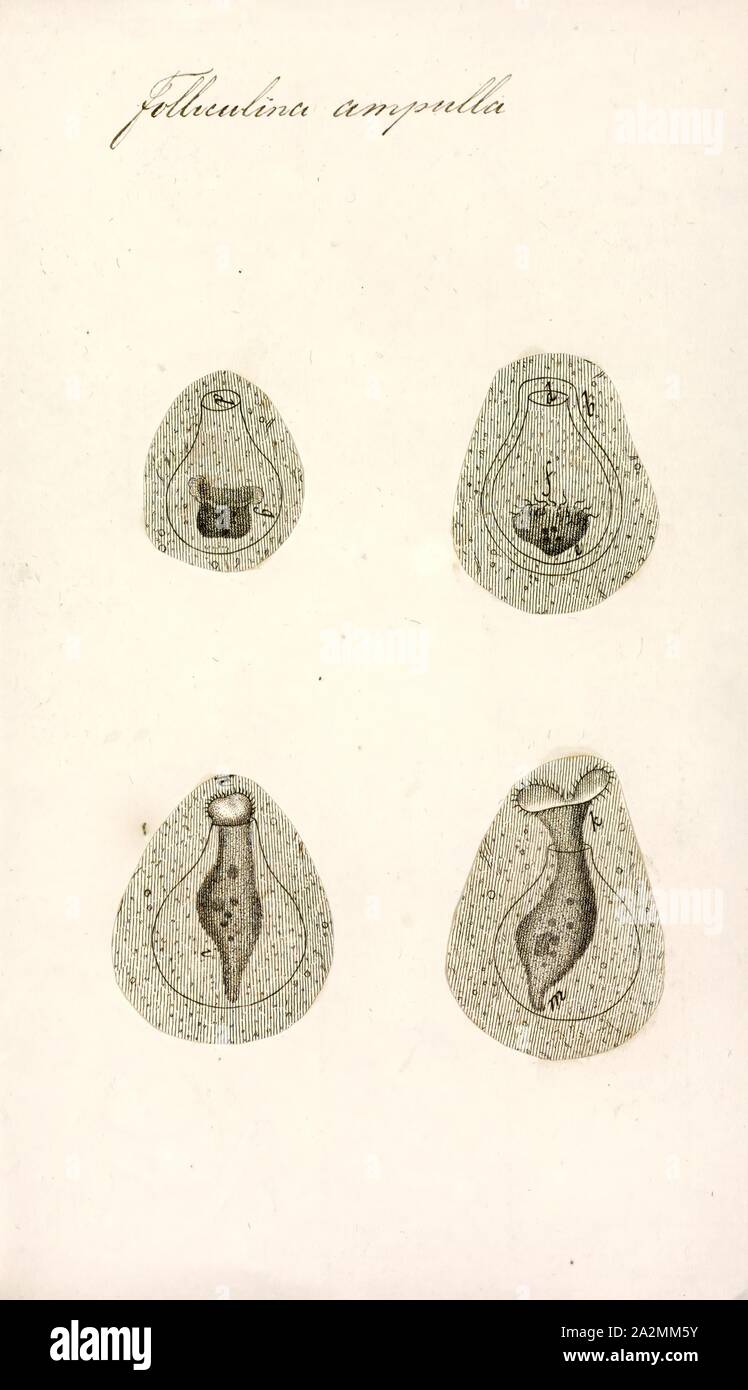 Folliculina ampulla hi-res stock photography and images - Alamy