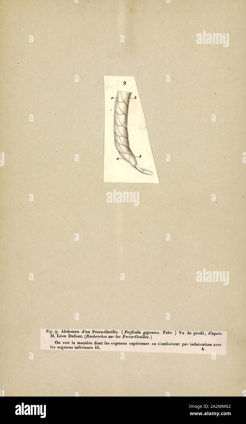 Forficula, Print, Forficula is a genus of earwigs in the family ...