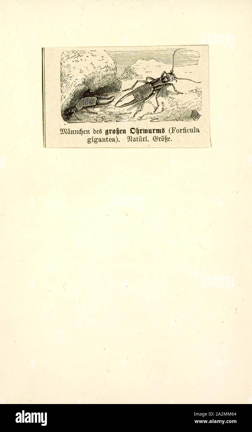 Forficula, Print, Forficula is a genus of earwigs in the family ...