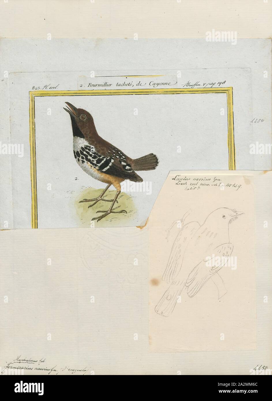 Naevius hi-res stock photography and images - Alamy