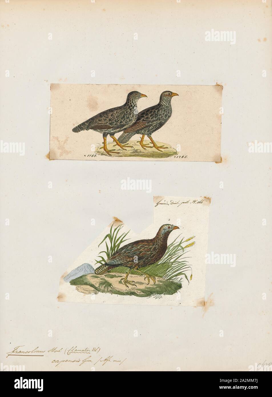 South africa cape spurfowl francolin hi-res stock photography and ...