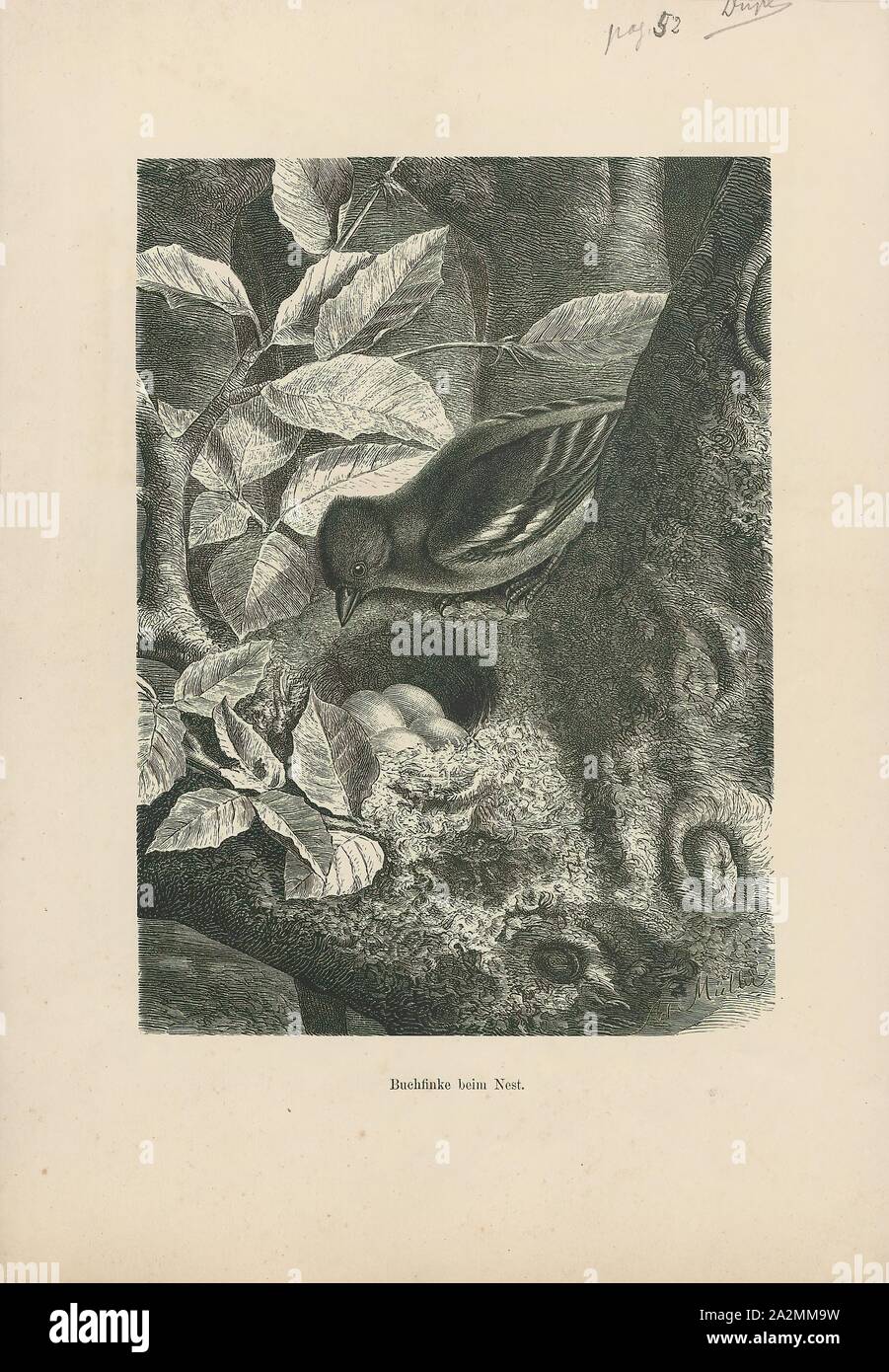 White wing bars two hi-res stock photography and images - Alamy