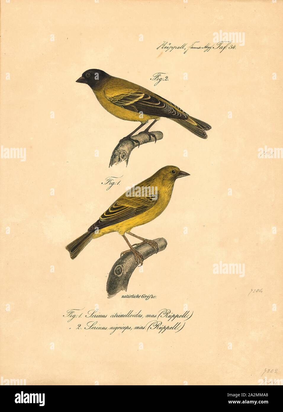 Fringilla nigriceps hi-res stock photography and images - Alamy