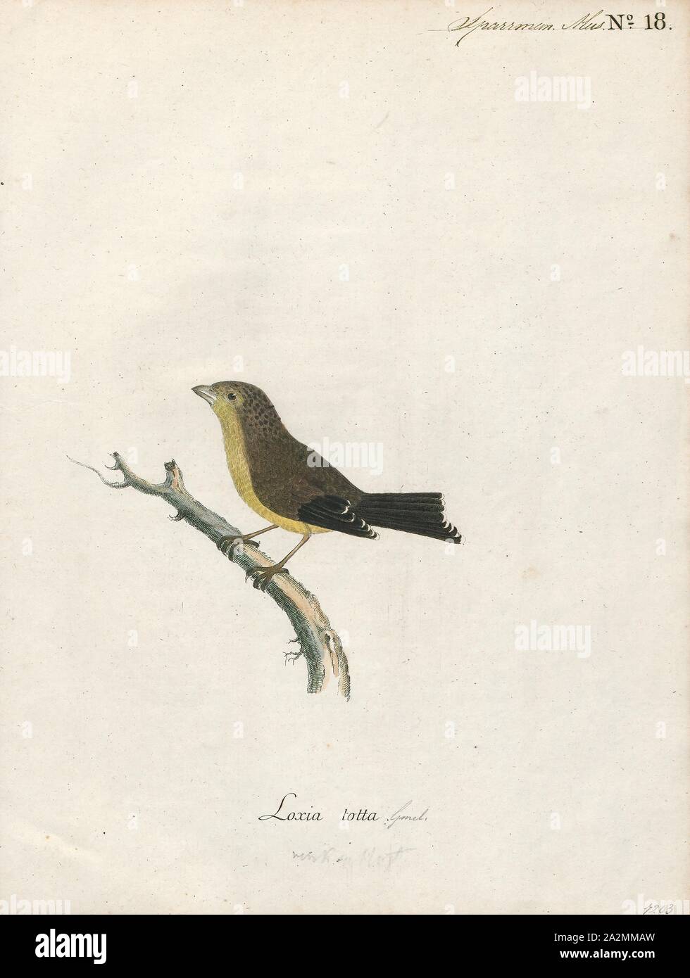Fringilla totta, Print, The genus Fringilla is a small group of finches ...