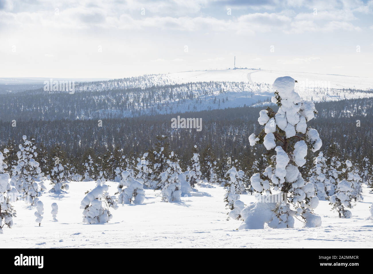 Crown snow-load at the trees at the Lapland Stock Photo - Alamy