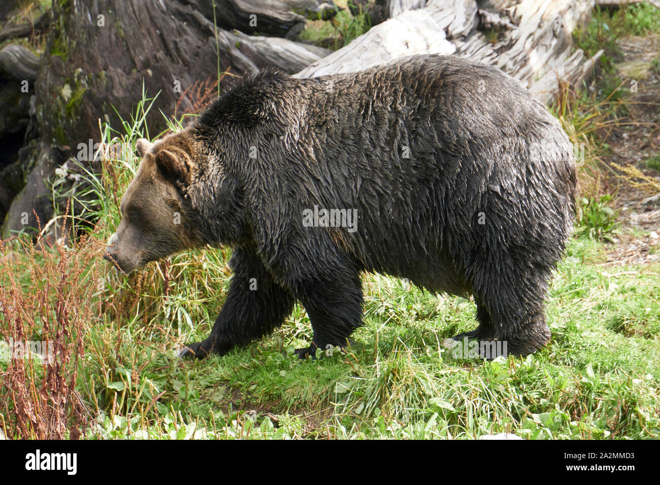 Vancouver bear hi-res stock photography and images - Alamy