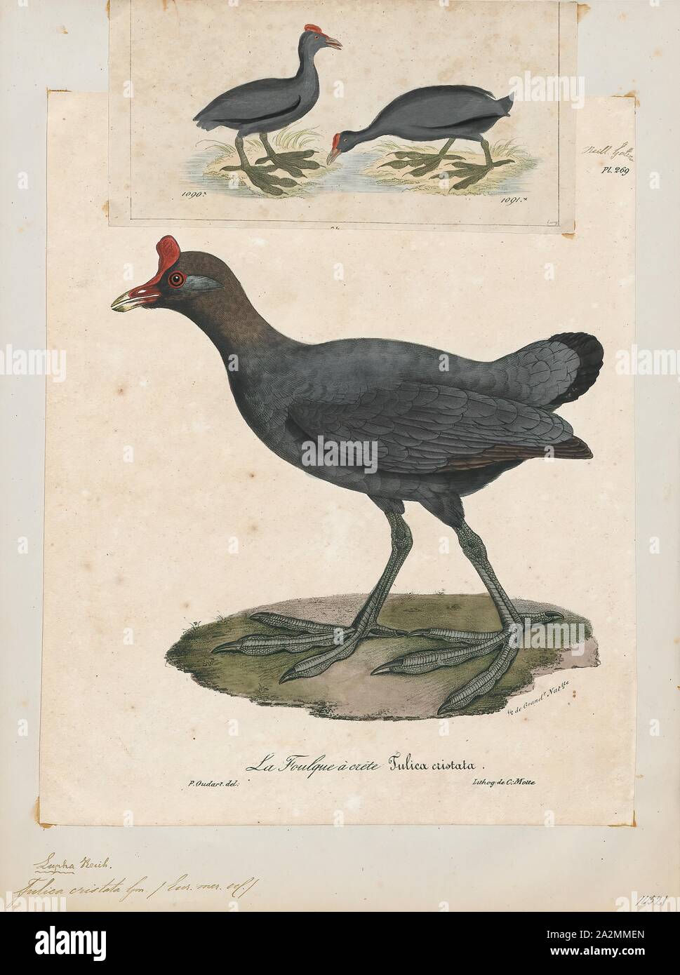 Fulica cristata, Print, The red-knobbed coot or crested coot, (Fulica ...