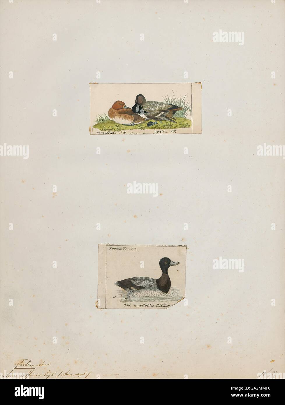 Fulix affinis, Print, 1700-1880 Stock Photo - Alamy