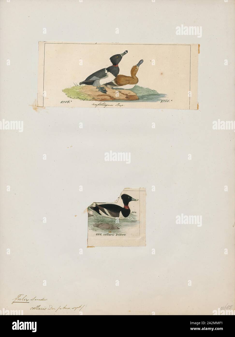 Fulix hi-res stock photography and images - Alamy