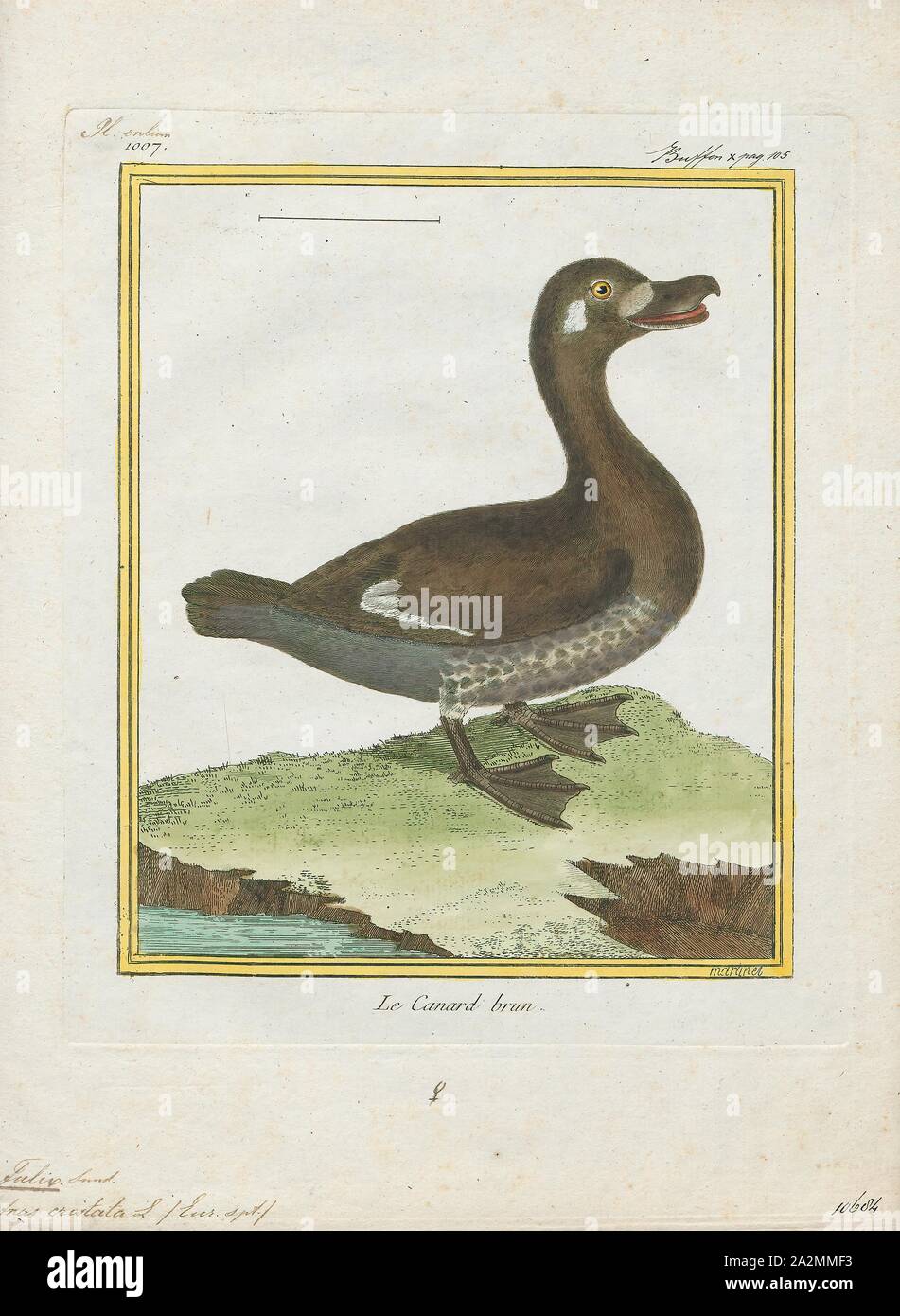 Fulix cristata, Print, 1700-1880 Stock Photo - Alamy