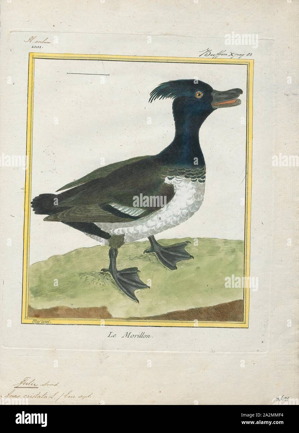 Fulix cristata, Print, 1700-1880 Stock Photo - Alamy