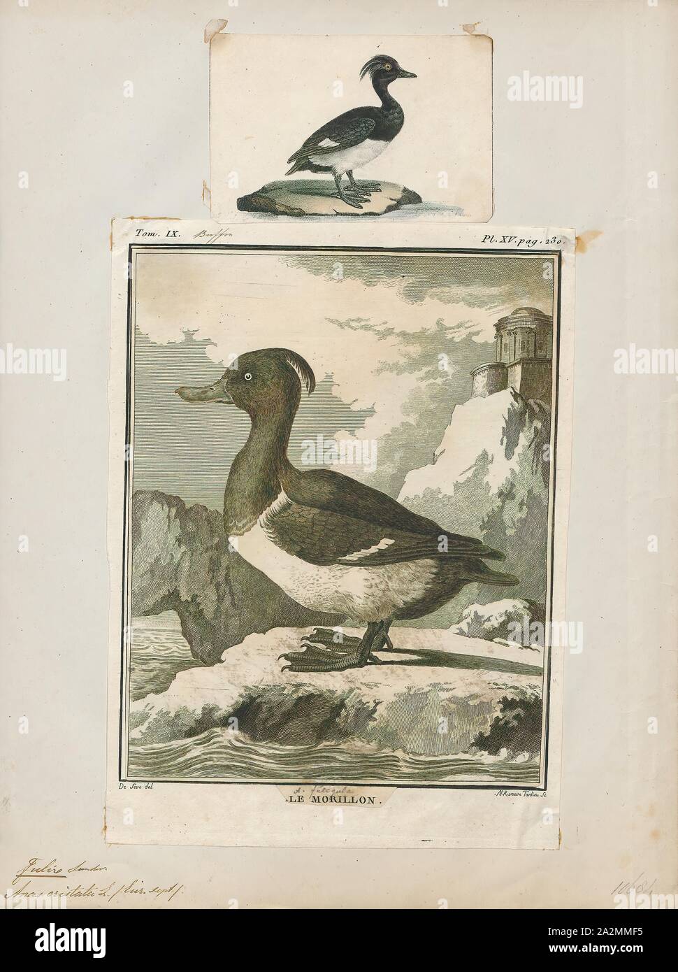 Fulix cristata, Print, 1700-1880 Stock Photo - Alamy