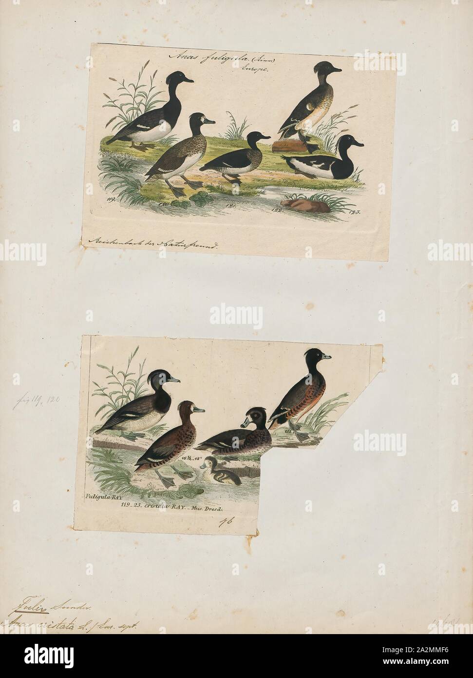 Fulix hi-res stock photography and images - Alamy