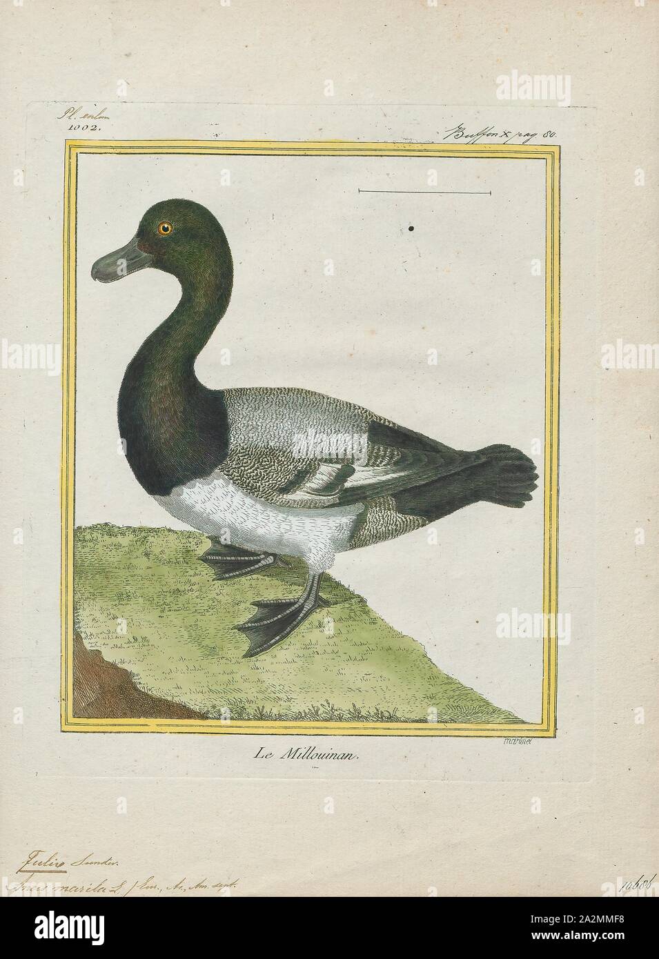 Fulix hi-res stock photography and images - Alamy