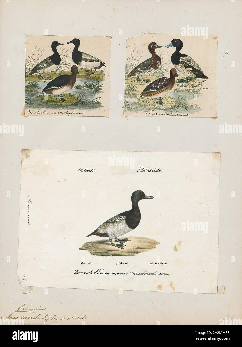 Fulix marila, Print, 1700-1880 Stock Photo - Alamy