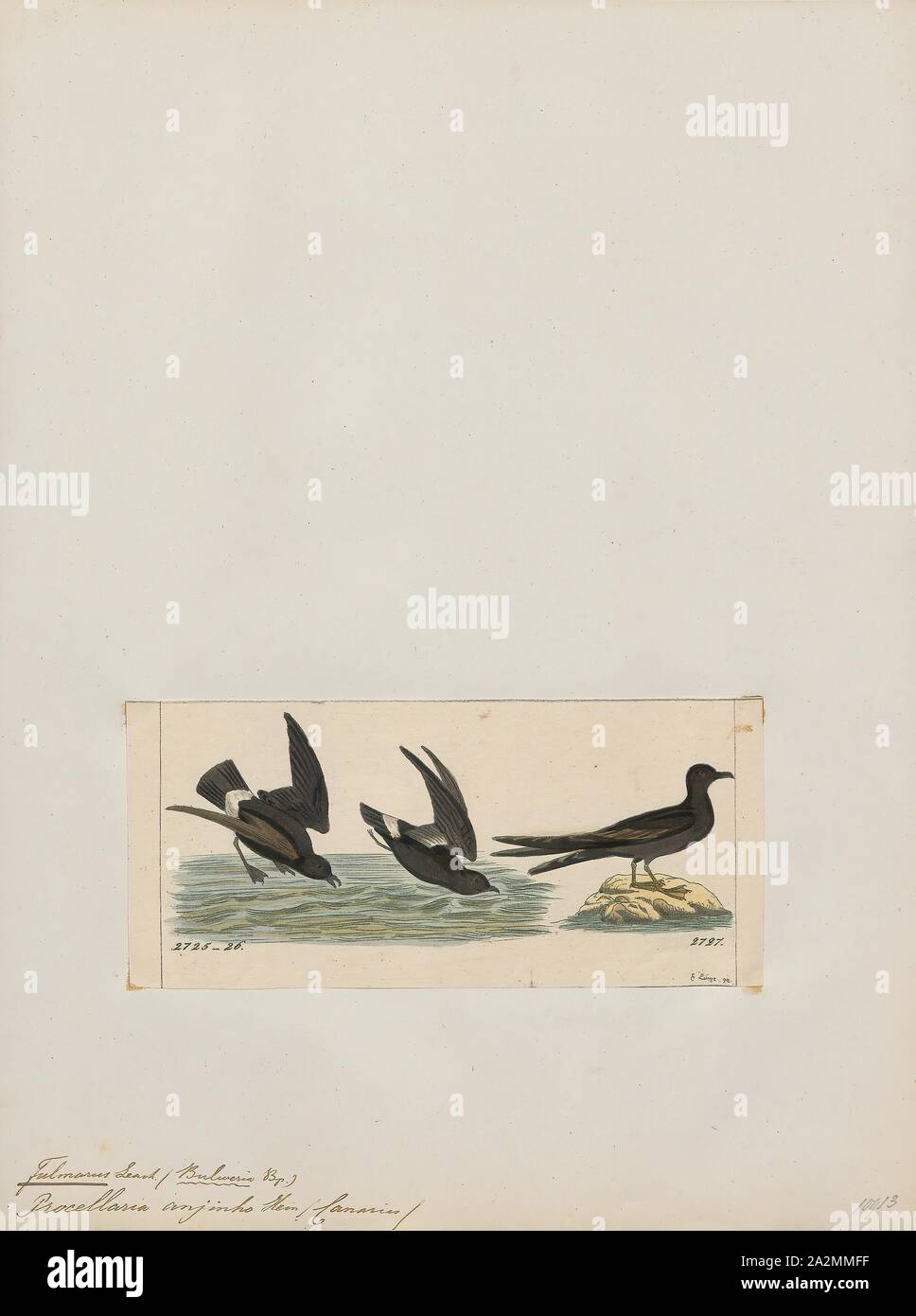 Fulmarus anjinho, Print, Fulmar, The fulmars are tubenosed seabirds of ...