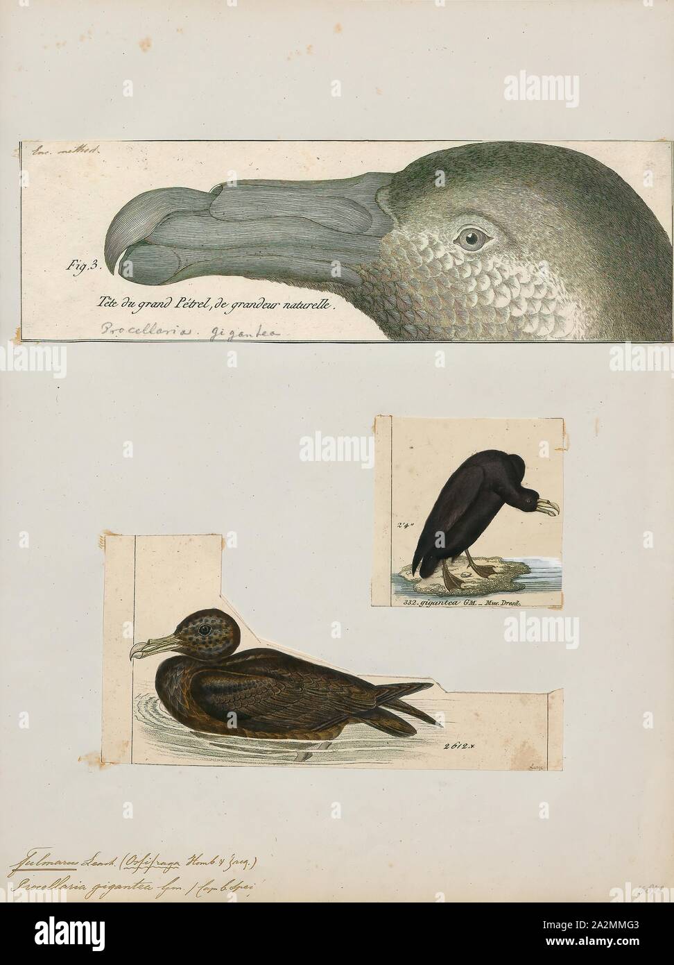 Two extinct fossil species hi-res stock photography and images - Alamy