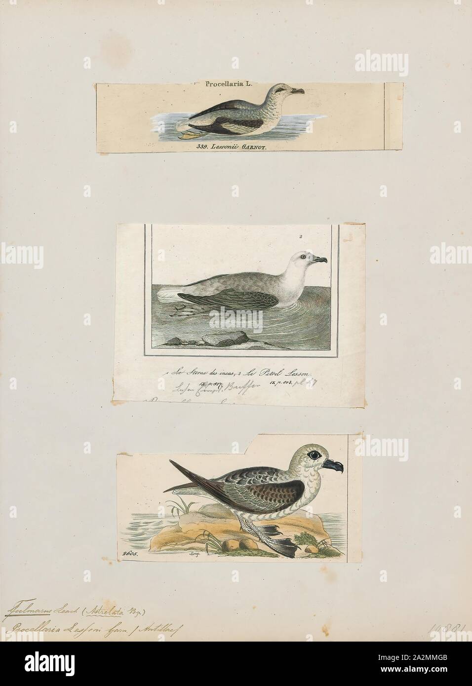 Fulmarus lessoni, Print, Fulmar, The fulmars are tubenosed seabirds of ...