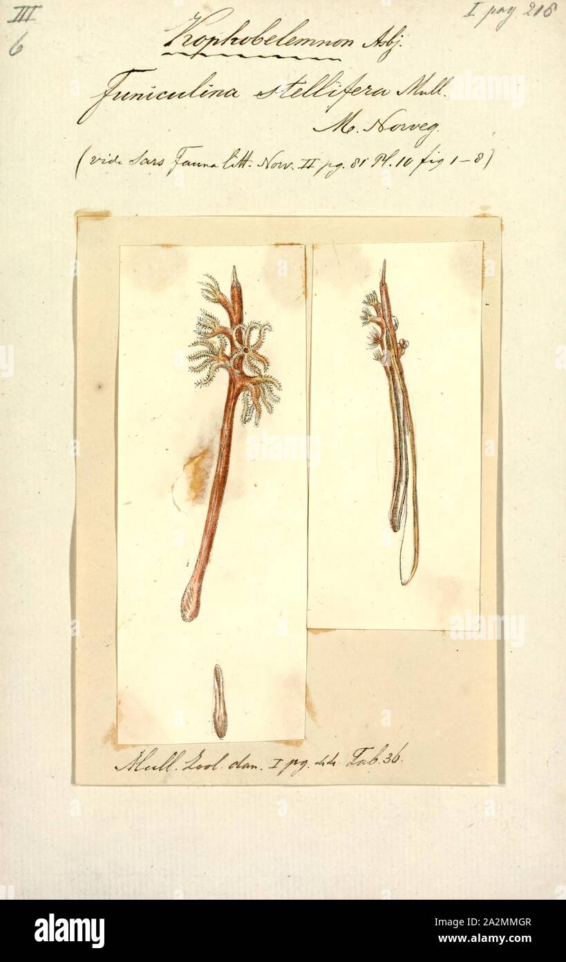 Funiculina stellifera, Print, Funiculana is a genus of sea pens. It is ...