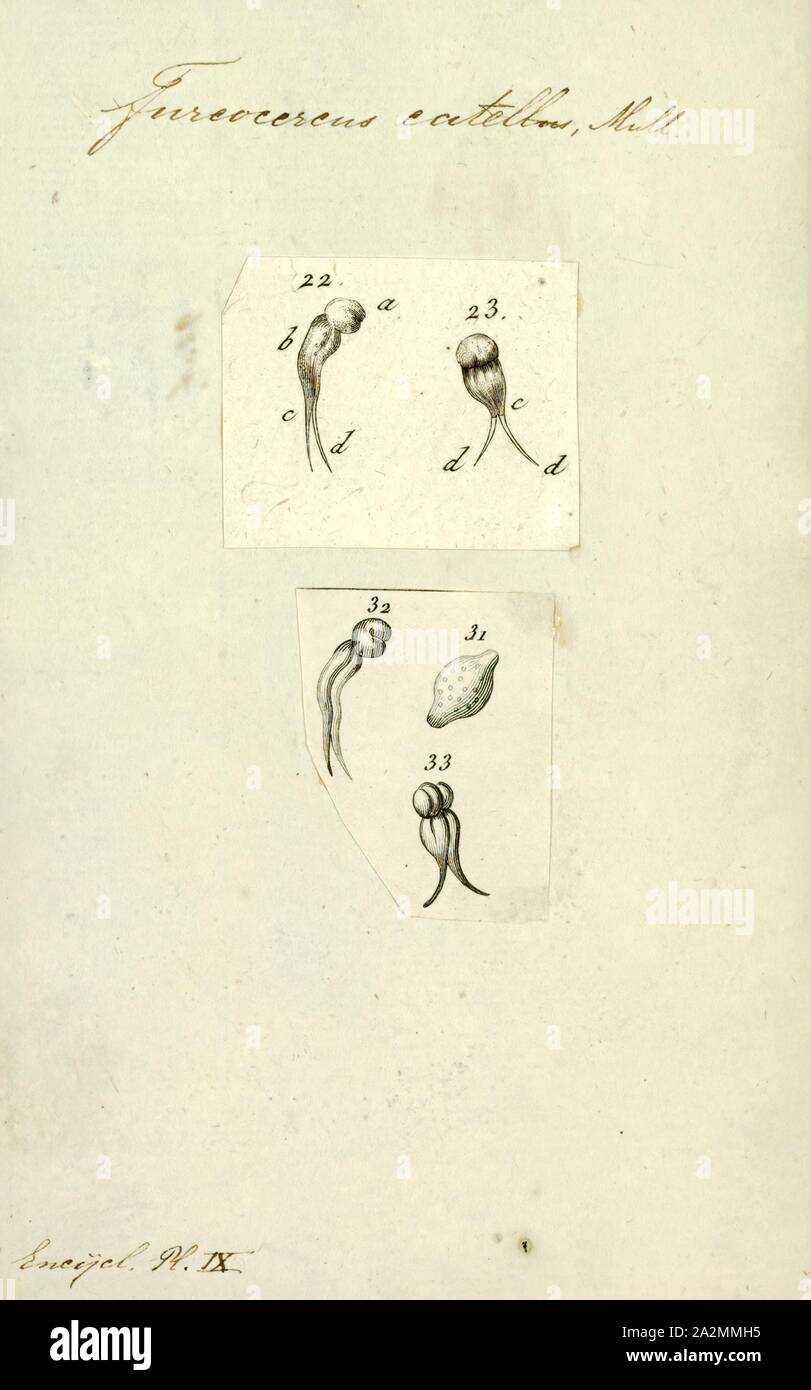 Furcocercus catellus, Print Stock Photo - Alamy