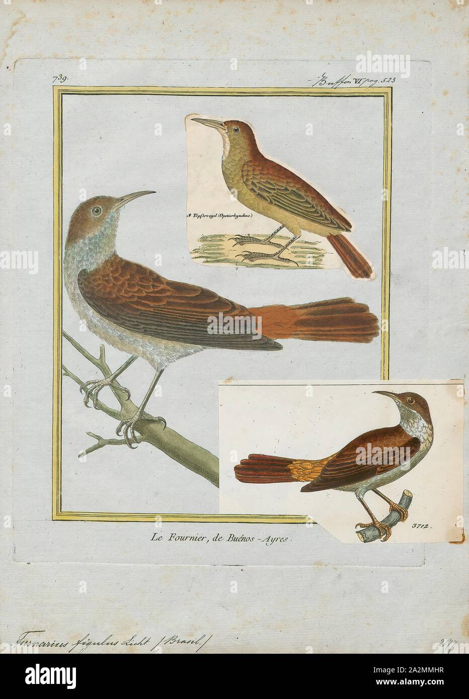 Wing banded hornero hi-res stock photography and images - Alamy