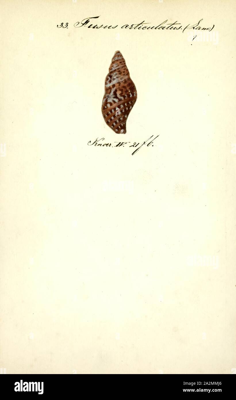 Fusus articulatus hi-res stock photography and images - Alamy