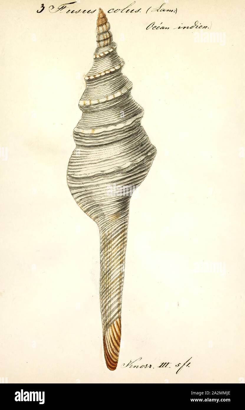 Fusus colus, Print, Fusinus colus, common name the Distaff spindle or ...