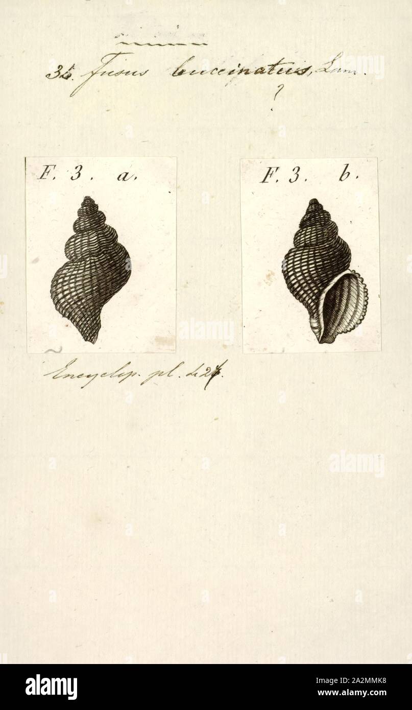 Fusus leuccinatus hi-res stock photography and images - Alamy