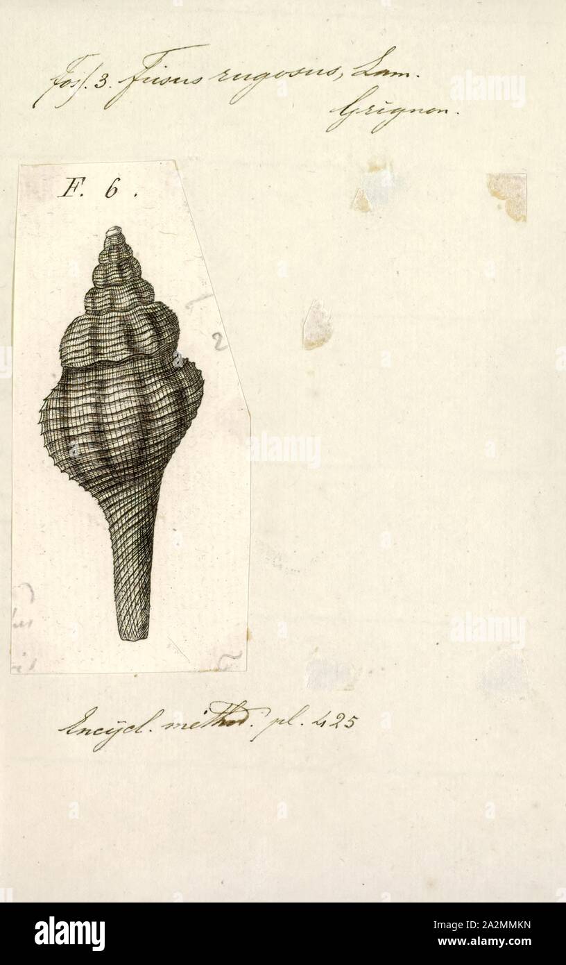 Fusus rugosus, Print, Fusus rugosus is a species of sea snail, a marine ...