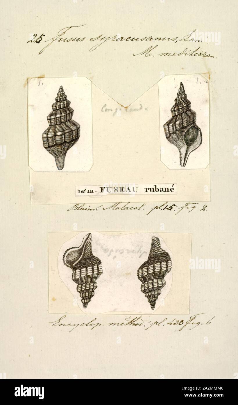 Syracusanus hi-res stock photography and images - Alamy