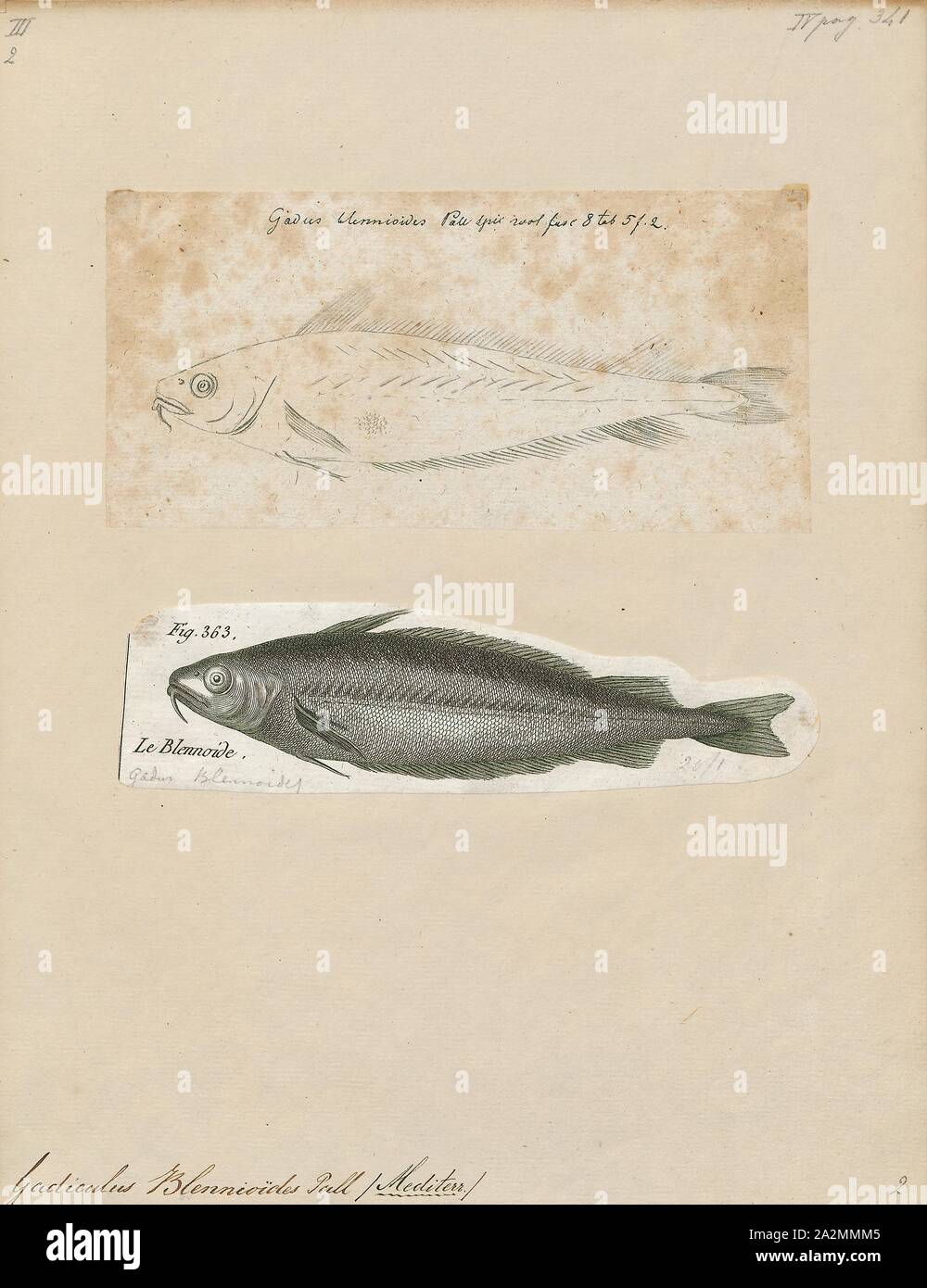 Gadiculus blennioides, Print, Gadiculus, or the silvery pouts, are ...