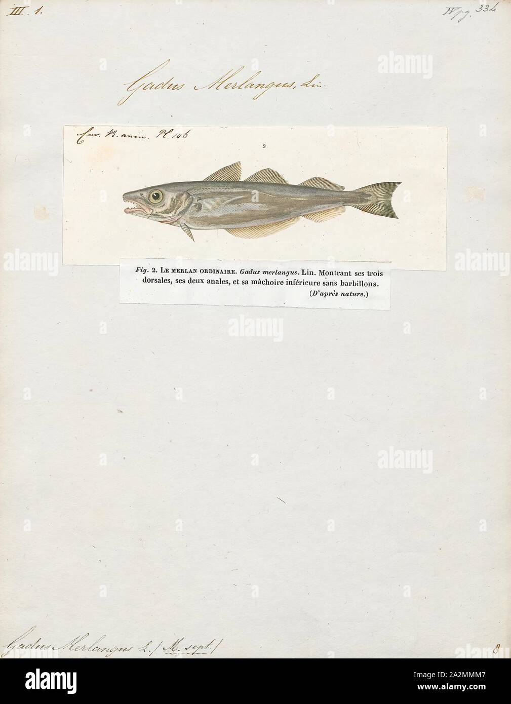 Important food fish species hi-res stock photography and images - Alamy