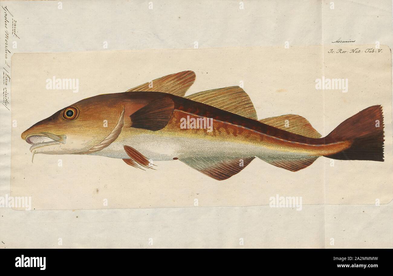 Gadidae fish hi-res stock photography and images - Alamy