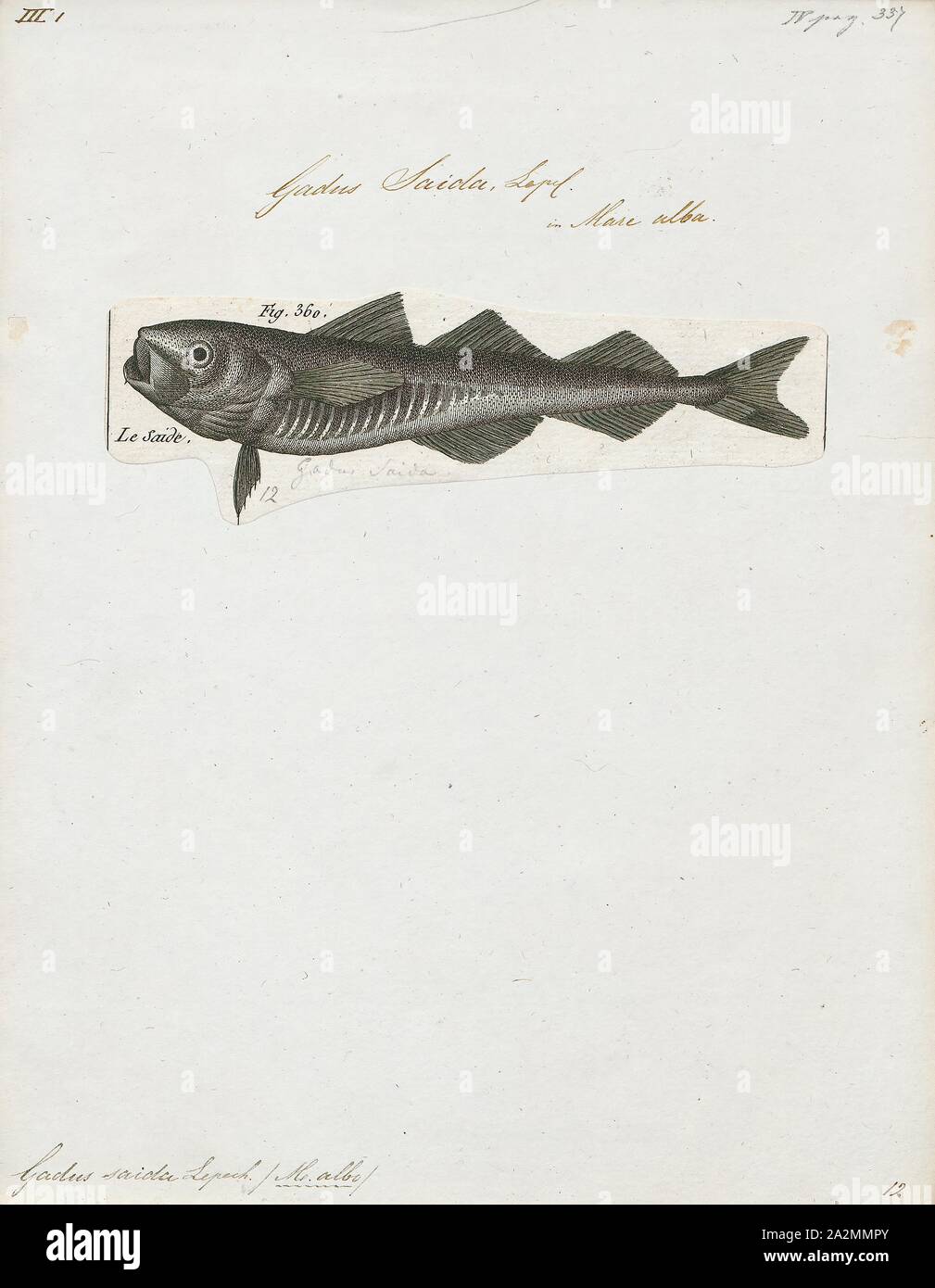 Family gadidae hi-res stock photography and images - Alamy