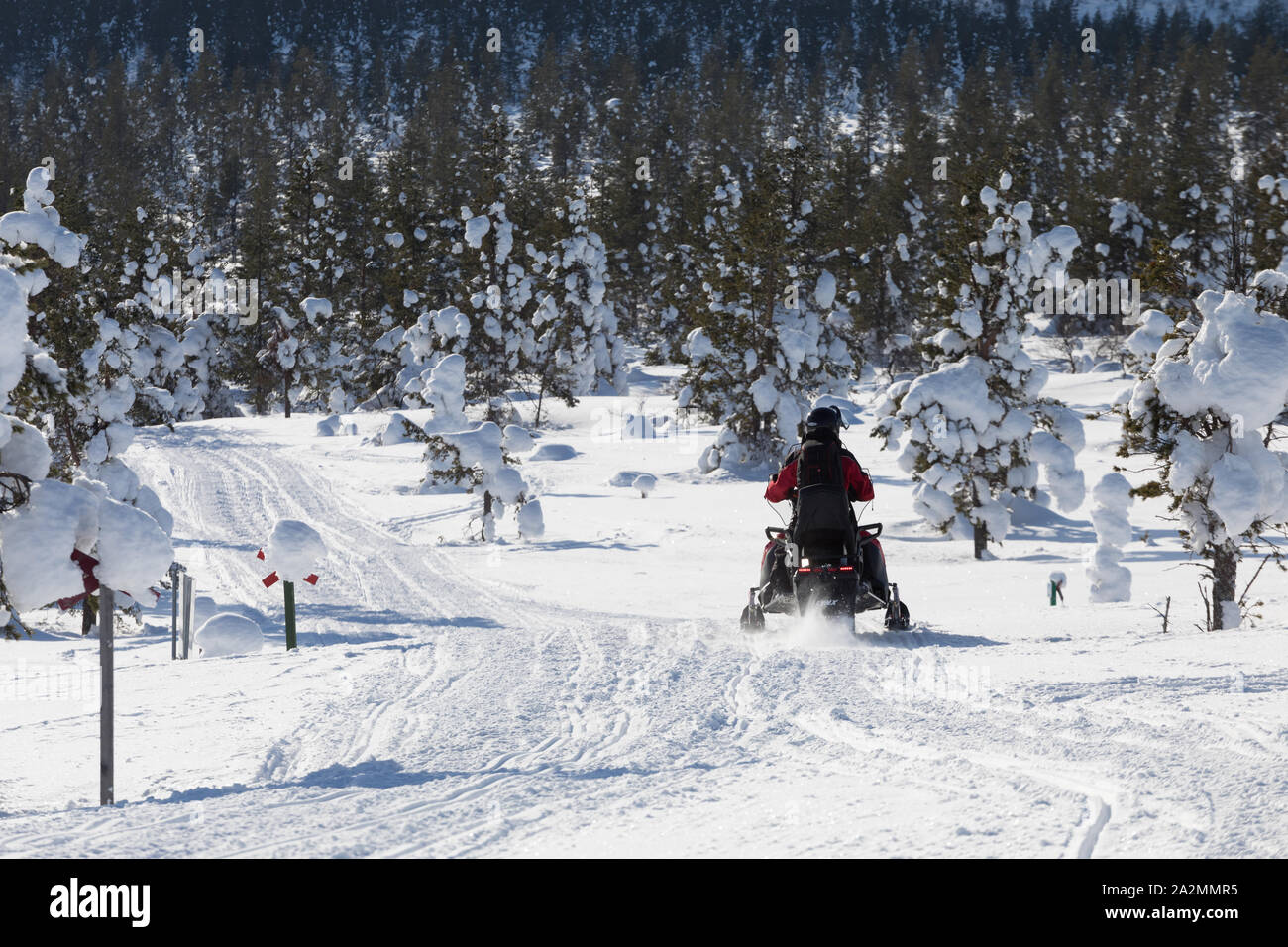 Woman driving snowmobile in the middle of forest of crown snow-load ...