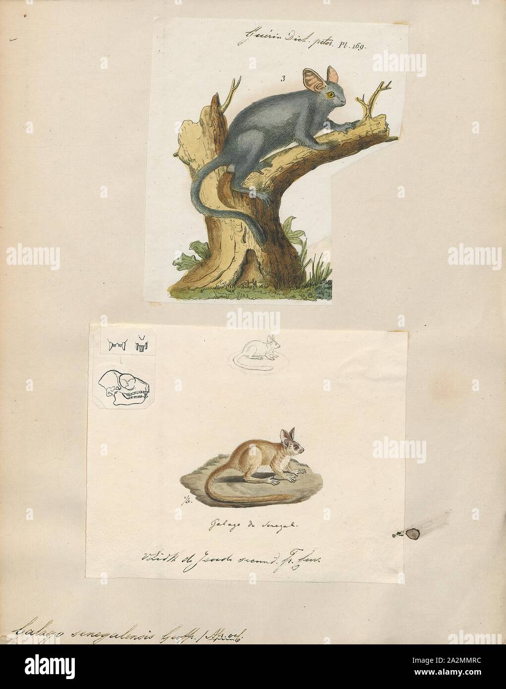 Galago senegalensis, Print, The Senegal bushbaby (Galago senegalensis ...