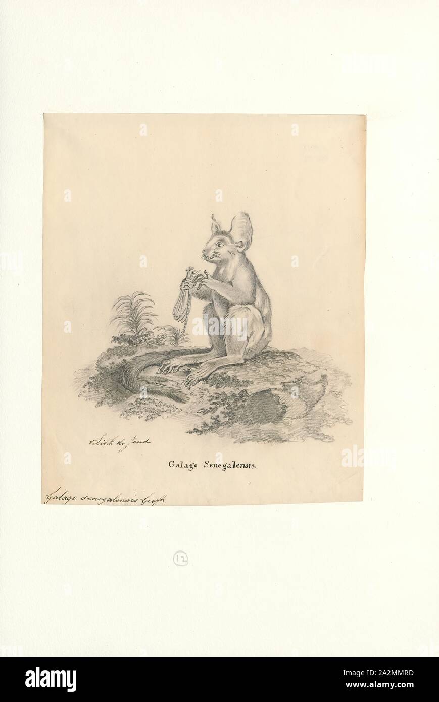 Galago senegalensis, Print, The Senegal bushbaby (Galago senegalensis ...