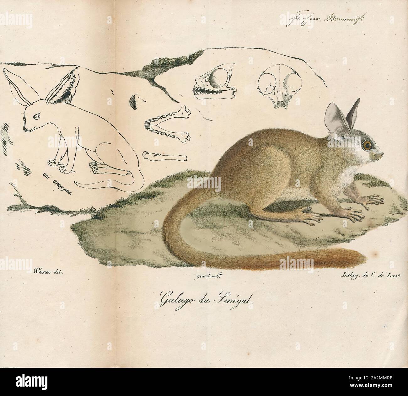 Galago senegalensis, Print, The Senegal bushbaby (Galago senegalensis ...