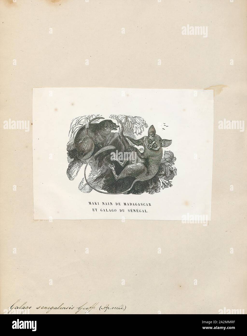 Galago senegalensis, Print, The Senegal bushbaby (Galago senegalensis ...