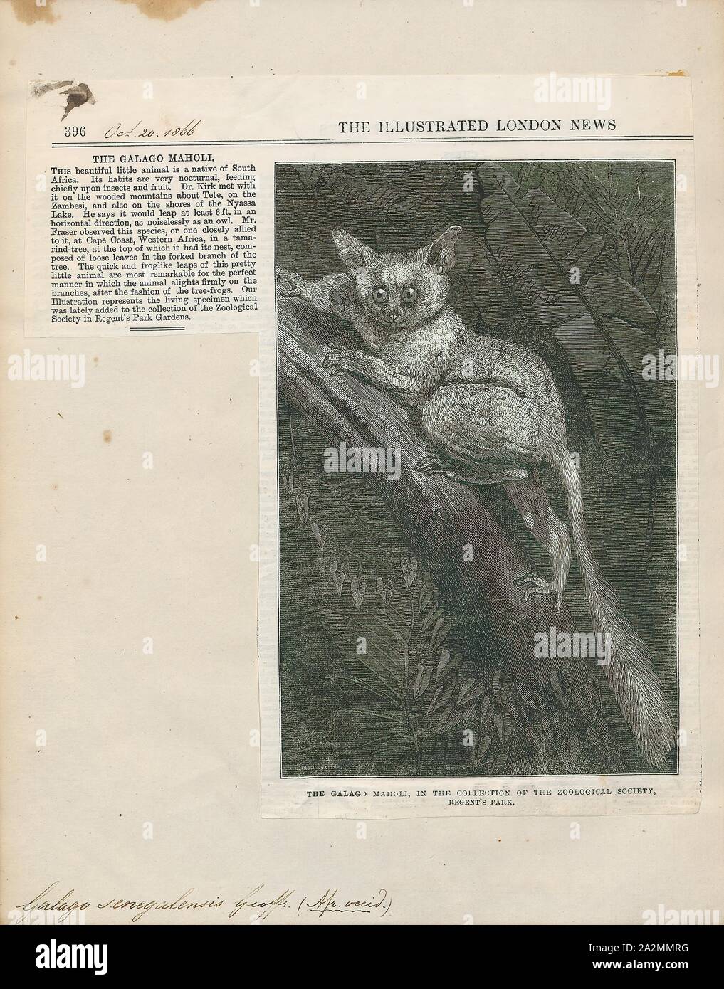 Galago senegalensis, Print, The Senegal bushbaby (Galago senegalensis ...