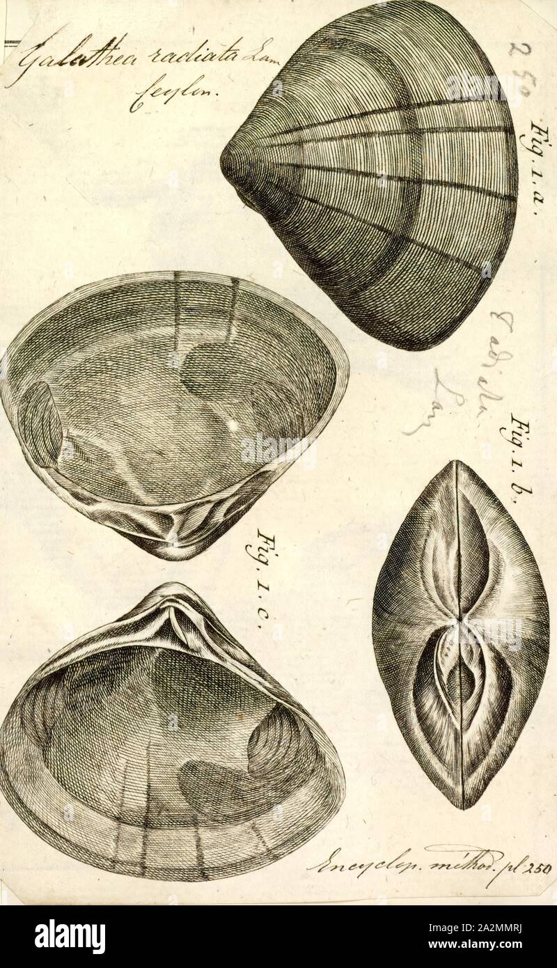 Galathea radiata, Print, Galathea is one of the largest genera of squat ...