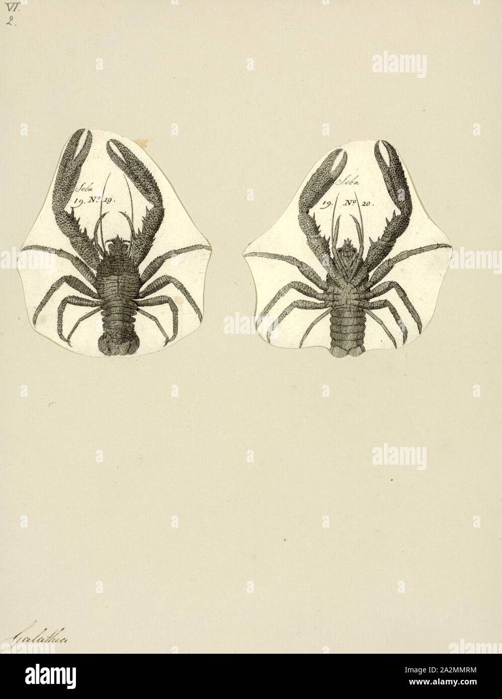 Galathea spec., Print, Galathea is one of the largest genera of squat ...