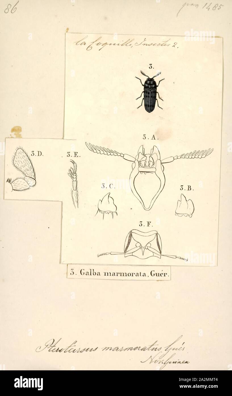 Galba hi-res stock photography and images - Alamy