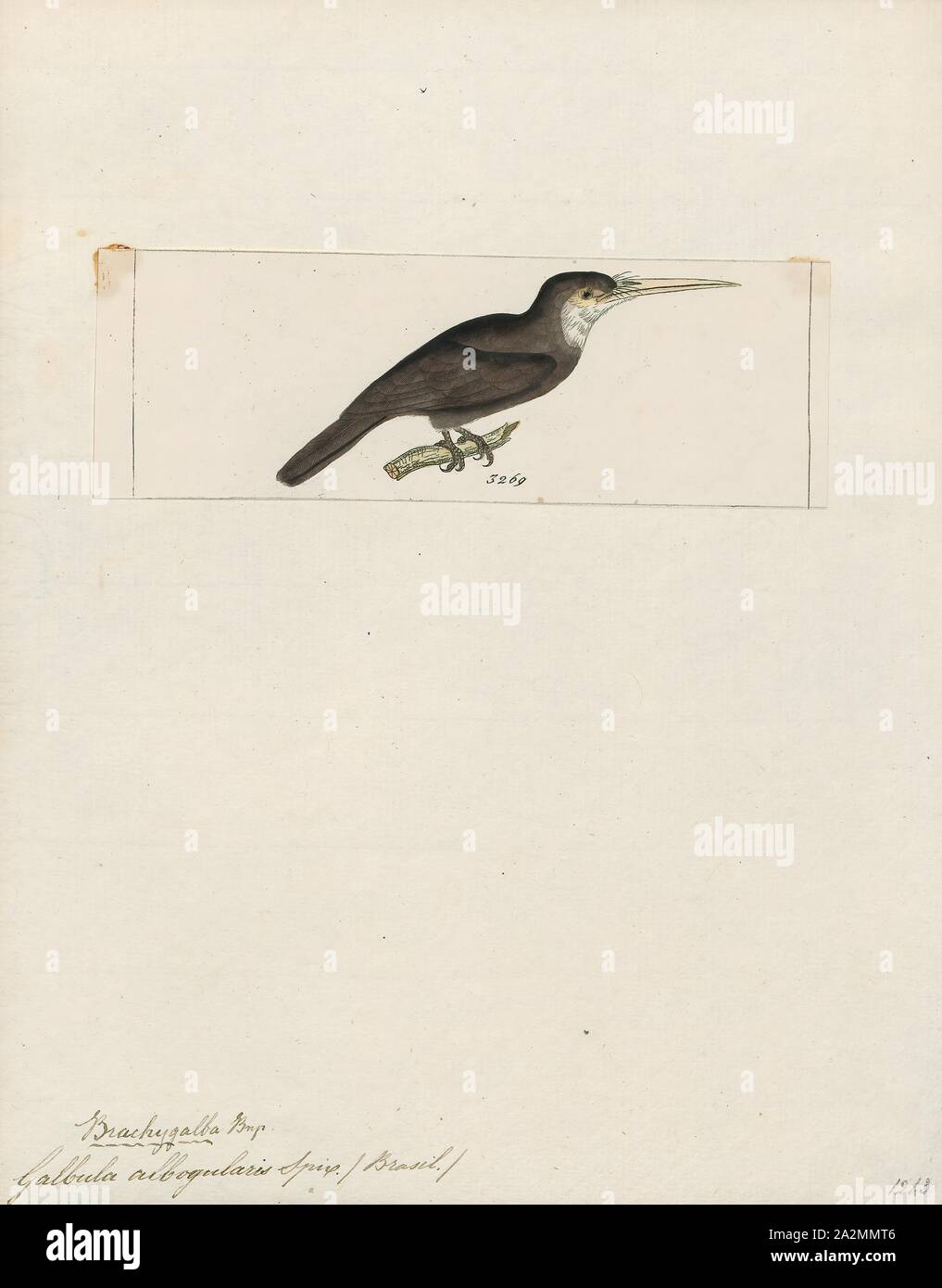 Galbula albogularis hi-res stock photography and images - Alamy