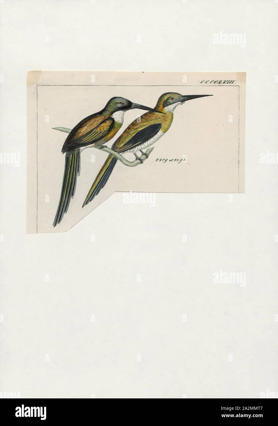 Galbula leucogaster hi-res stock photography and images - Alamy