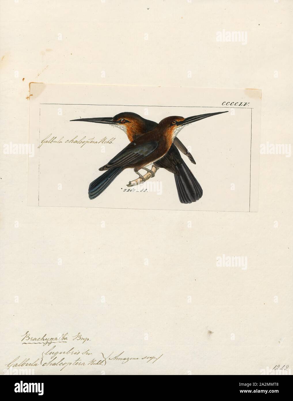 Galbula lugubris hi-res stock photography and images - Alamy