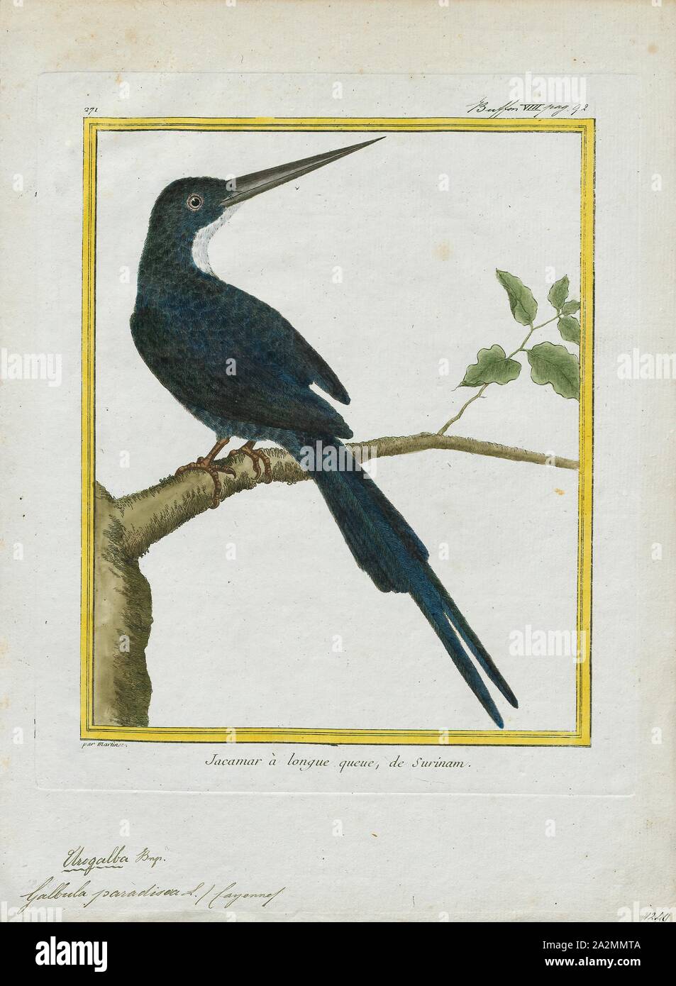 Galbula paradisea hi-res stock photography and images - Alamy