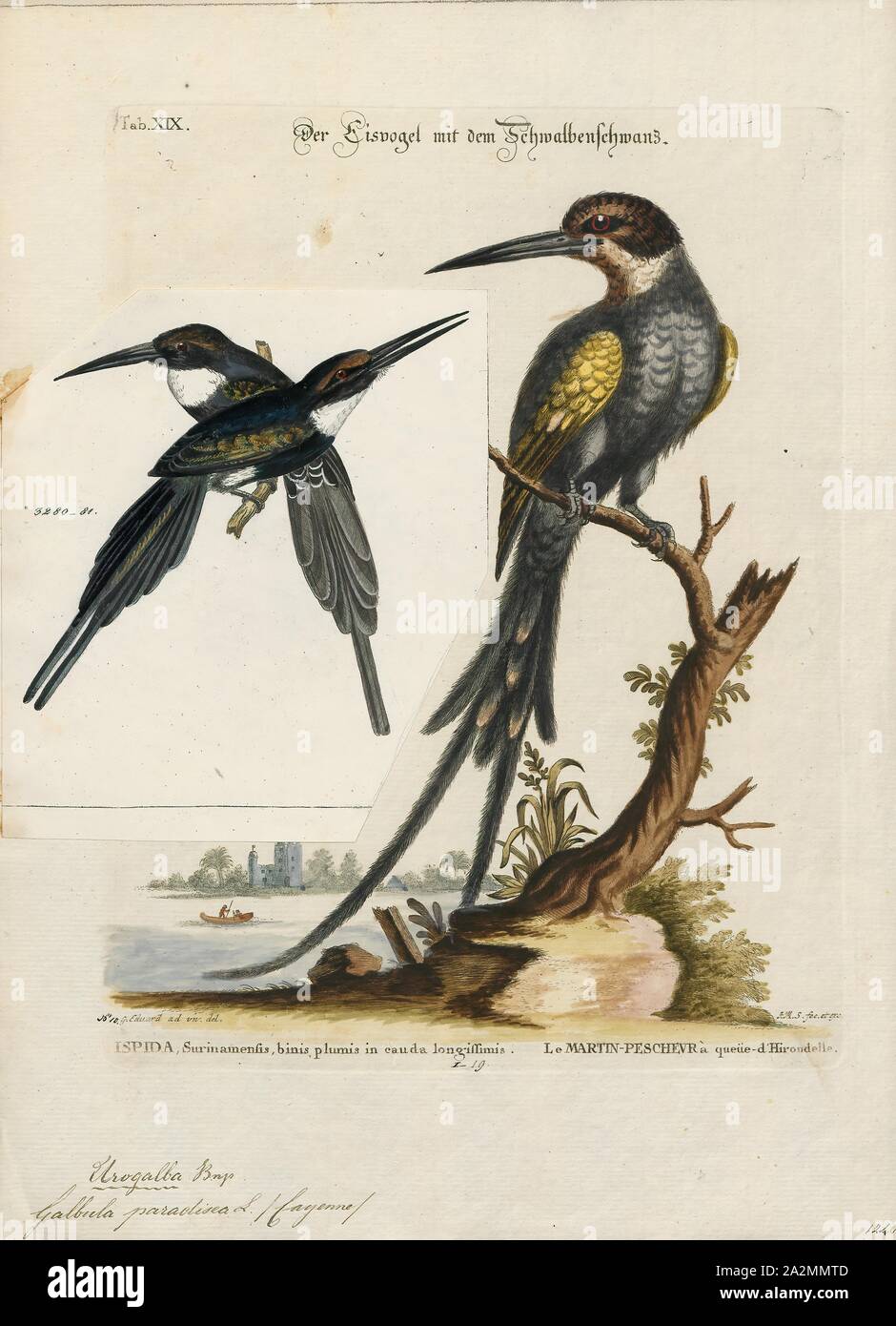 Galbula paradisea hi-res stock photography and images - Alamy