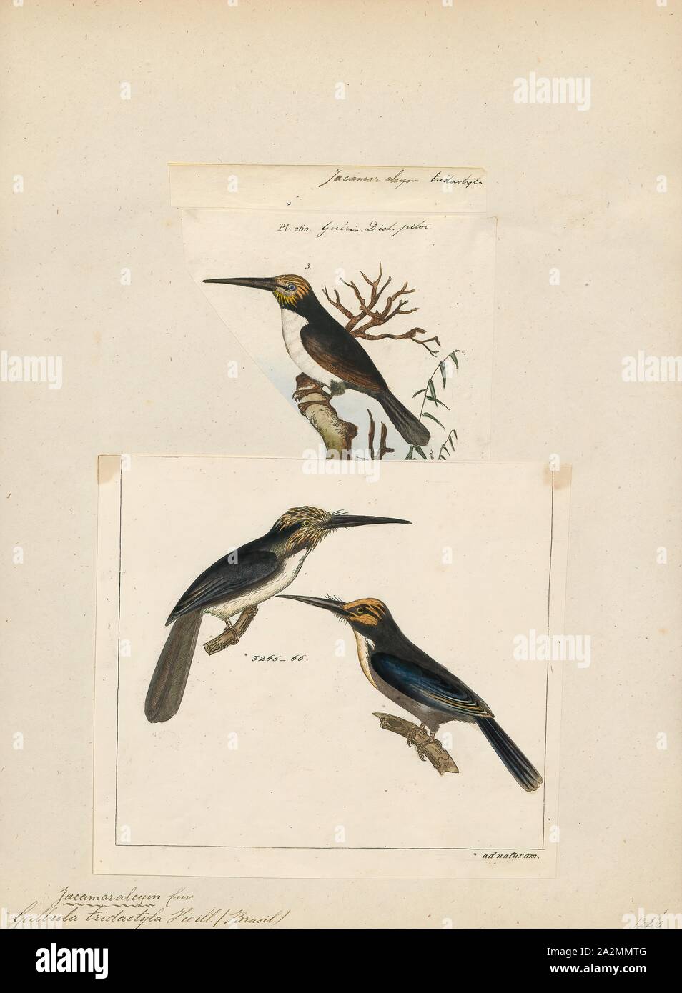 Galbula tridactyla hi-res stock photography and images - Alamy